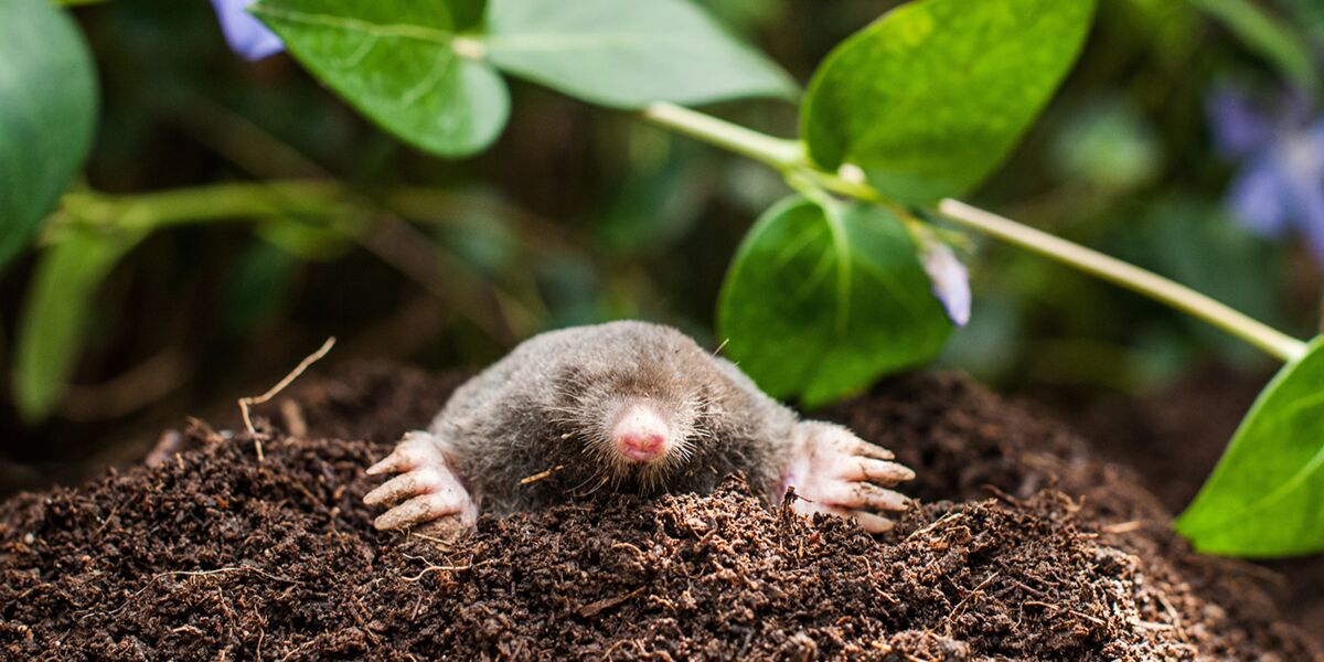 Comment faire pour ne plus avoir de taupes ? - Index Jardin
